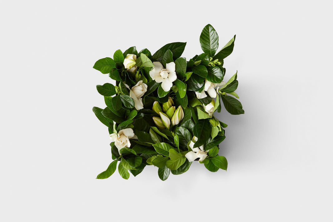 Luxury Gardenia & Seasonal Flower Boxes | Overnight | High Camp Supply