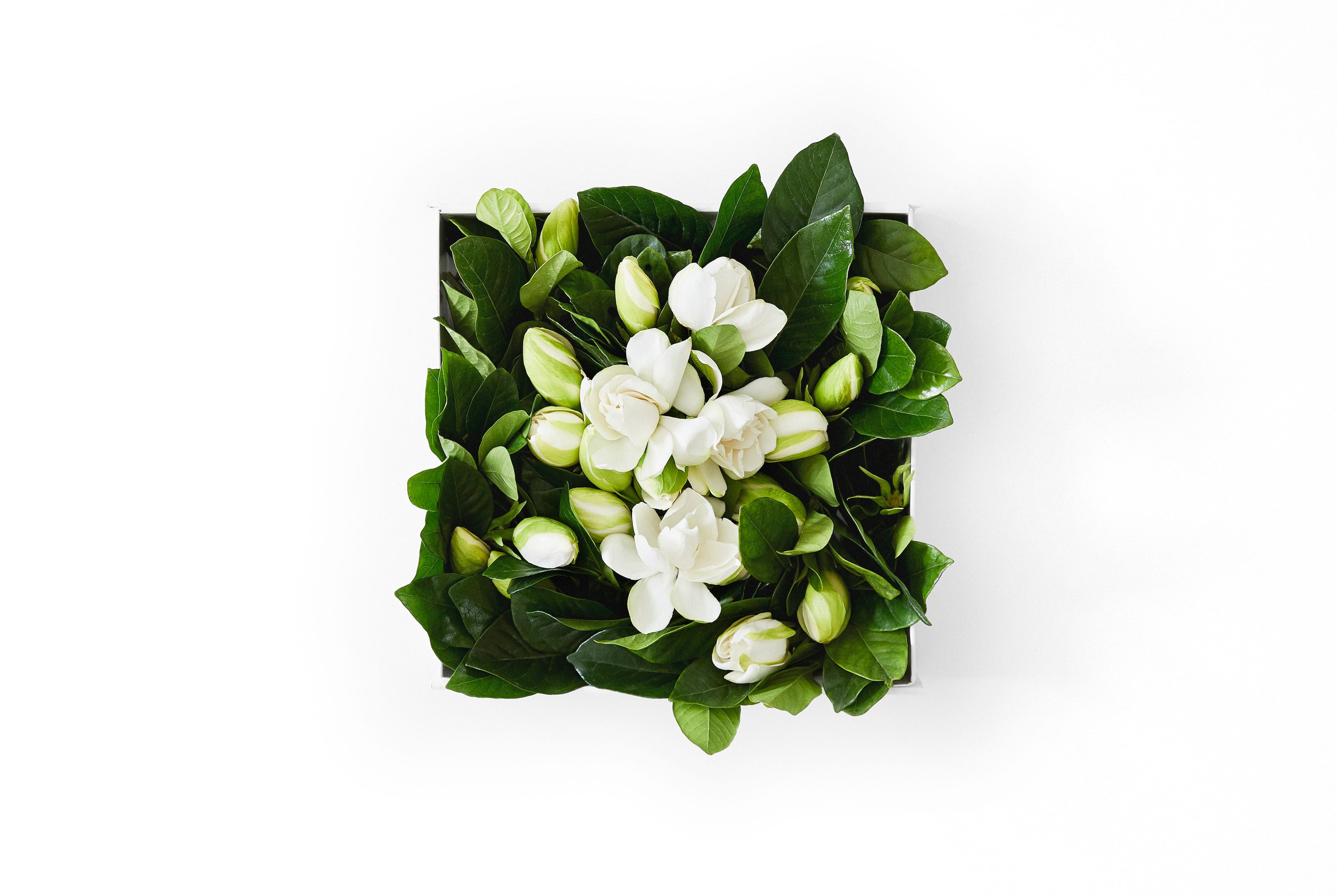 Luxury Gardenia Vine & Bloom Gift Box | High Camp Supply