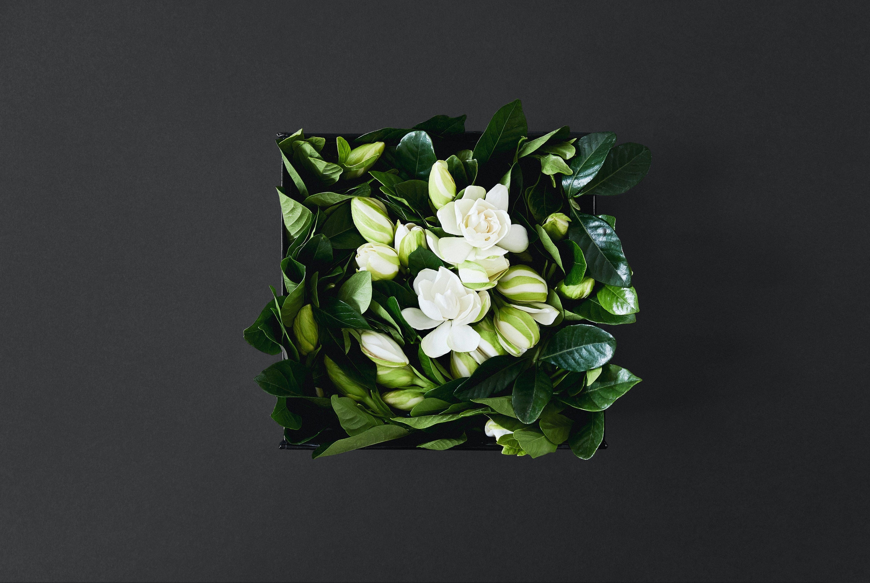 Luxury Gardenia Vine & Bloom Gift Box | High Camp Supply